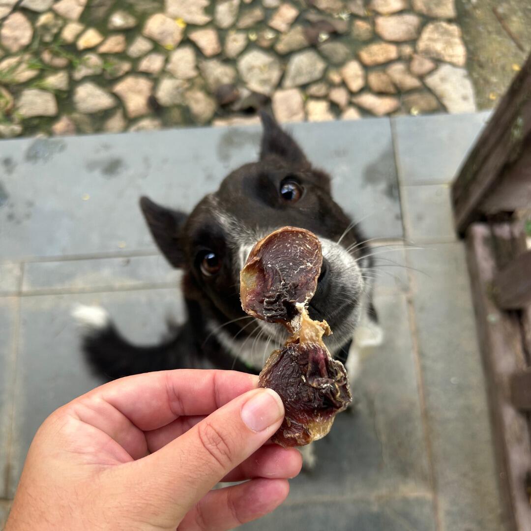 Moela de frango desidratada, moelinha, moela petnaturau - a partir de R ...