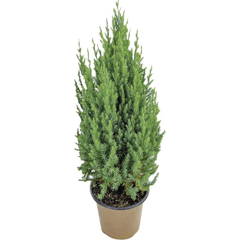 Comprar PINHEIRO TUIA AUREA GD 1UND - R$53,39 - Facily