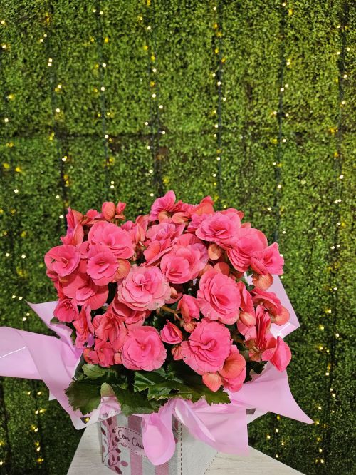 Comprar Begônia Grande - Floricultura Só-Verde