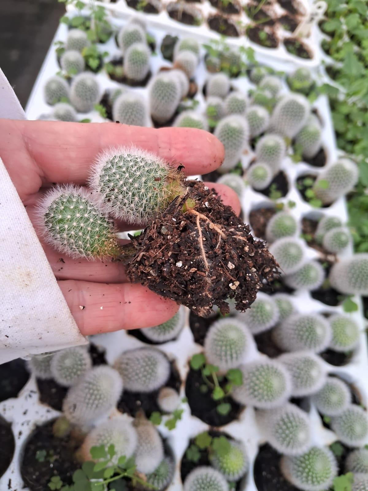 Comprar Cactus Azul