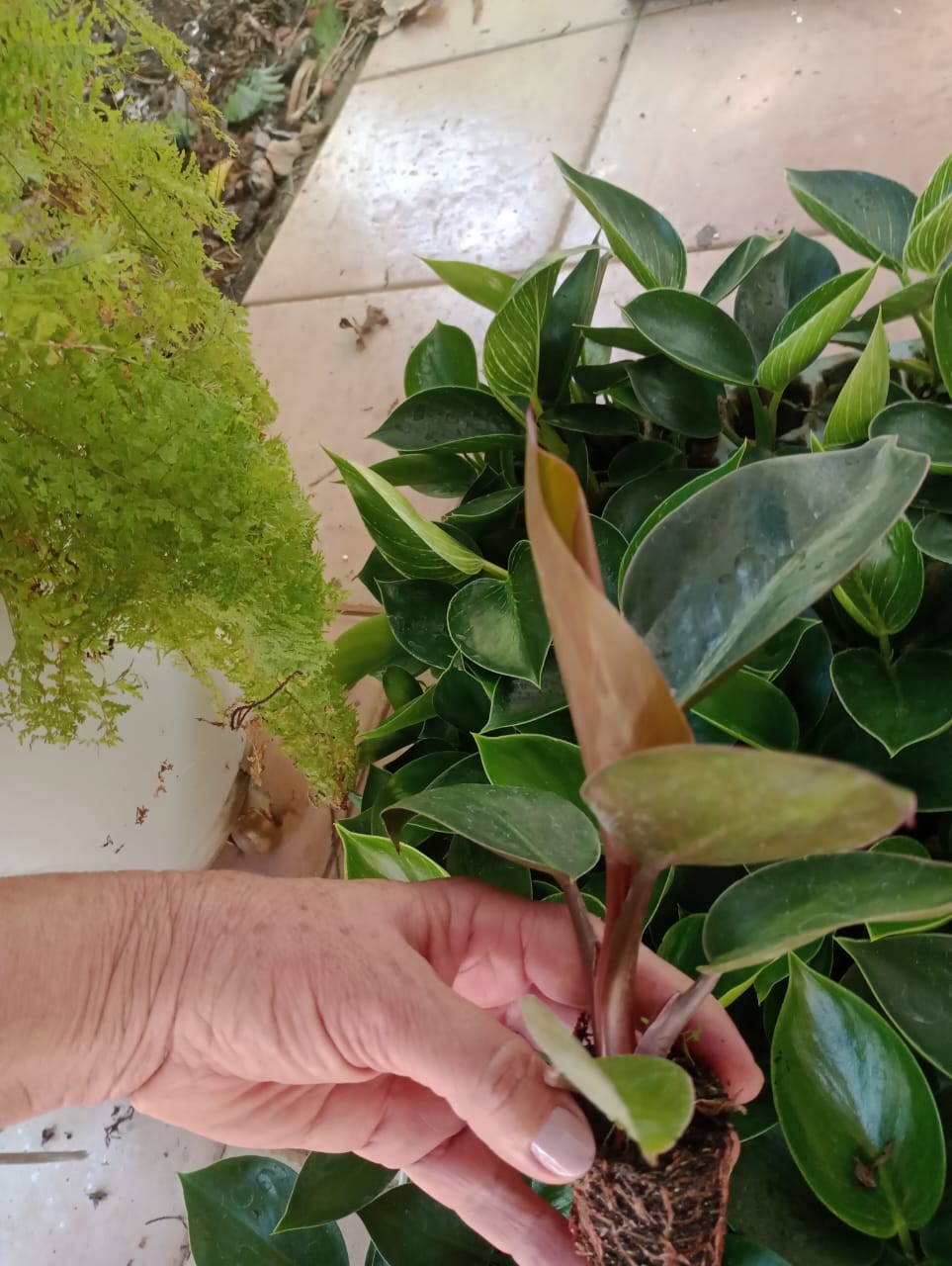Comprar Philodendron Rubro - Proclone Mudas de Laboratório