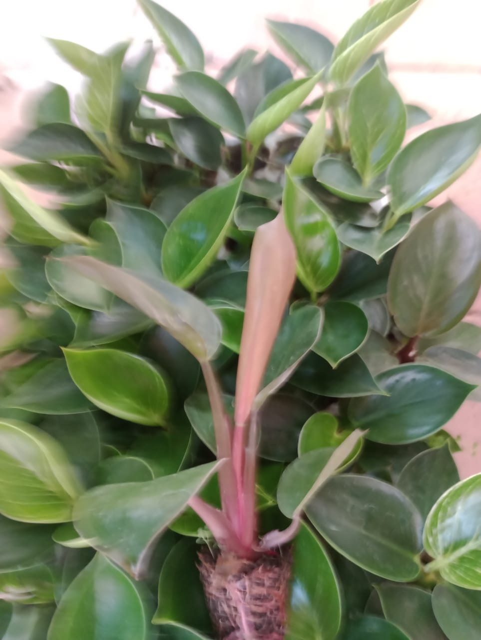 Comprar Philodendron Rubro - Proclone Mudas de Laboratório