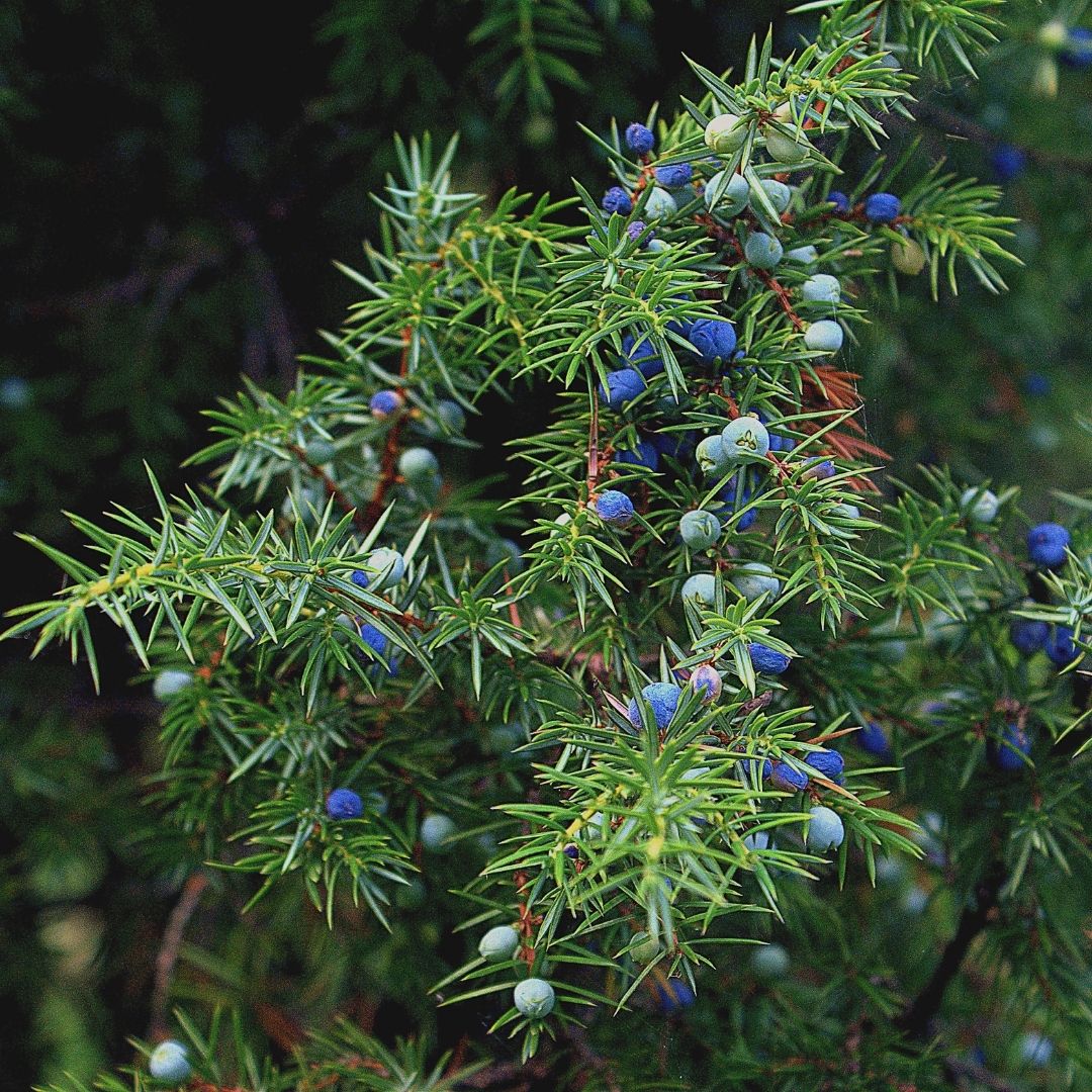 Essências de Zimbro e Madeira Guaiac tudo para velas