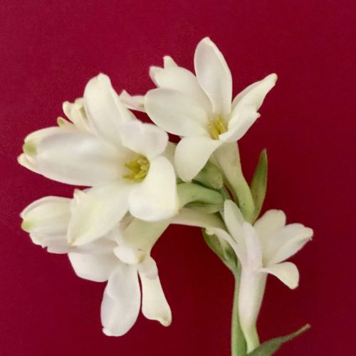 Essência Flor de Tuberosa tudo para velas