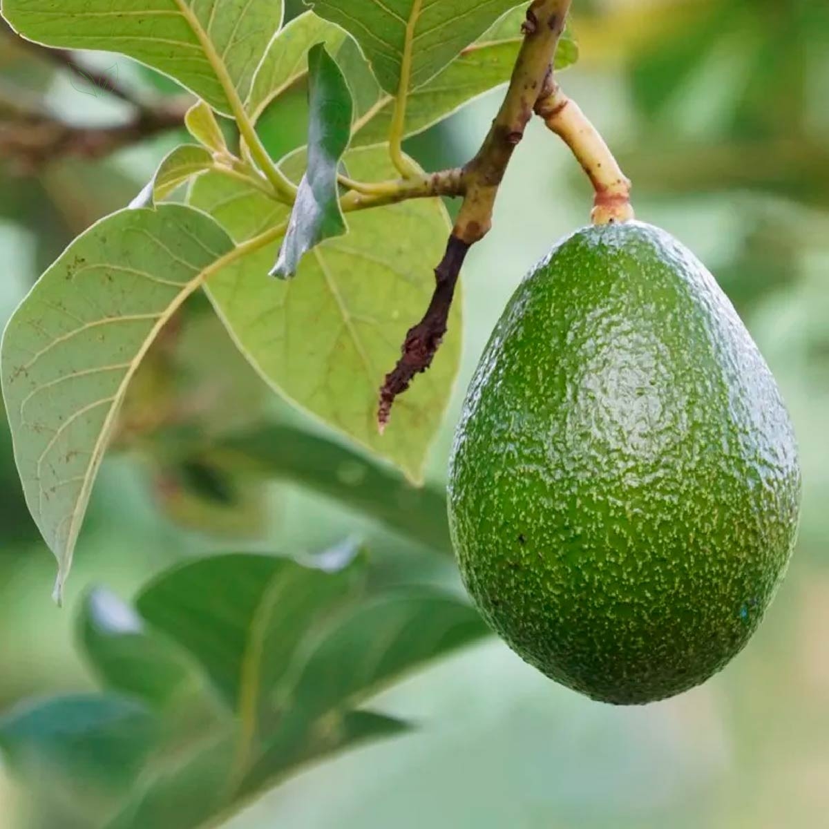 Chá de Abacateiro - Grupo Rocha Saúde - de R$19,28 a R$69,15