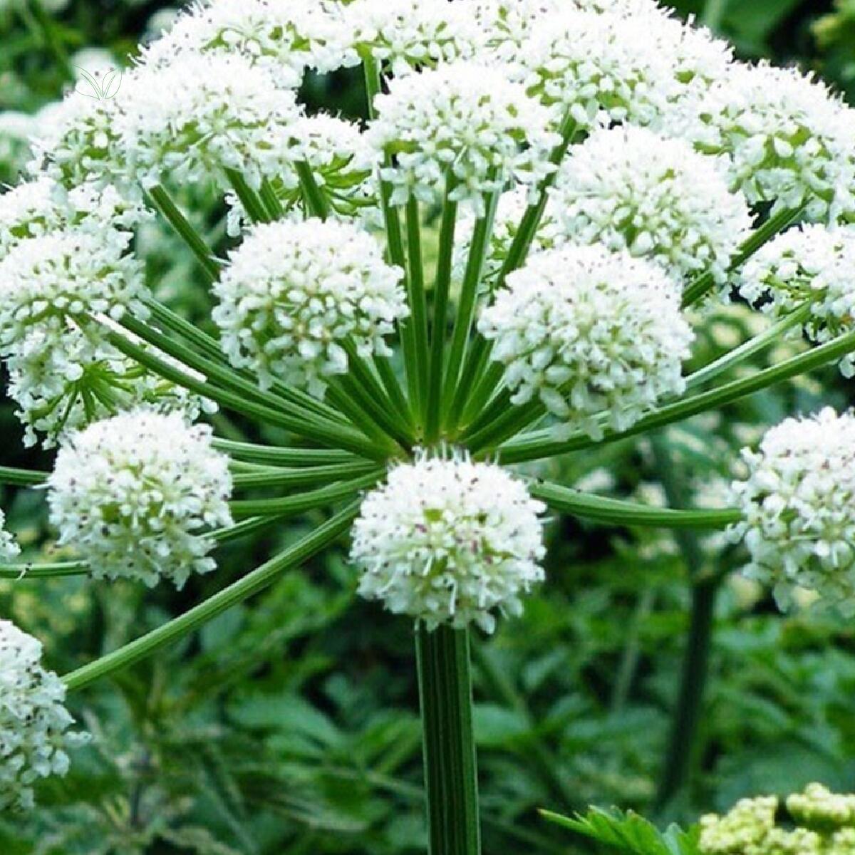 Chá de Angélica - Folhas - Angelica Archangelica