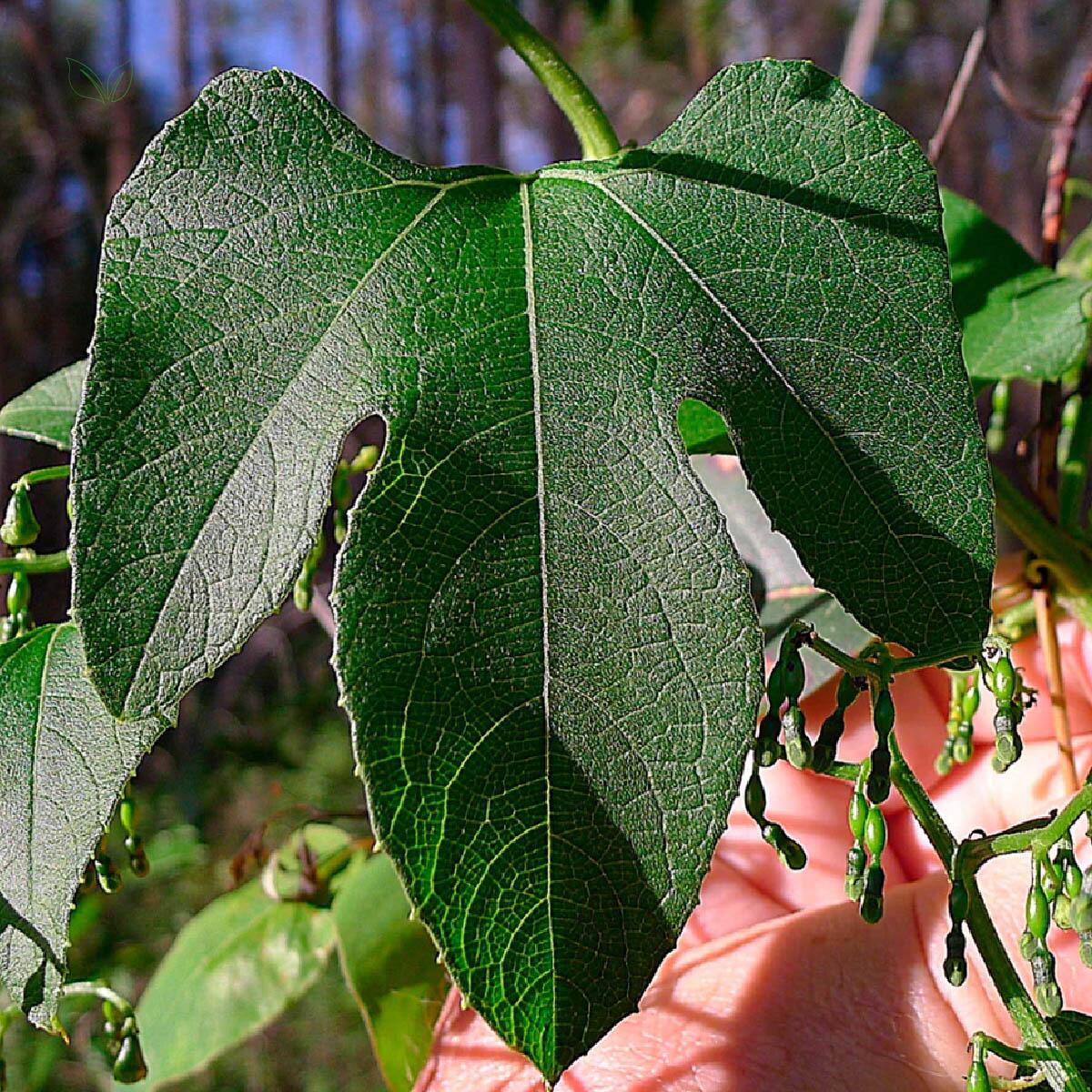 Chá de Calumba Raiz ? Grupo Rocha Saúde - de R$32,58 a R$122,35