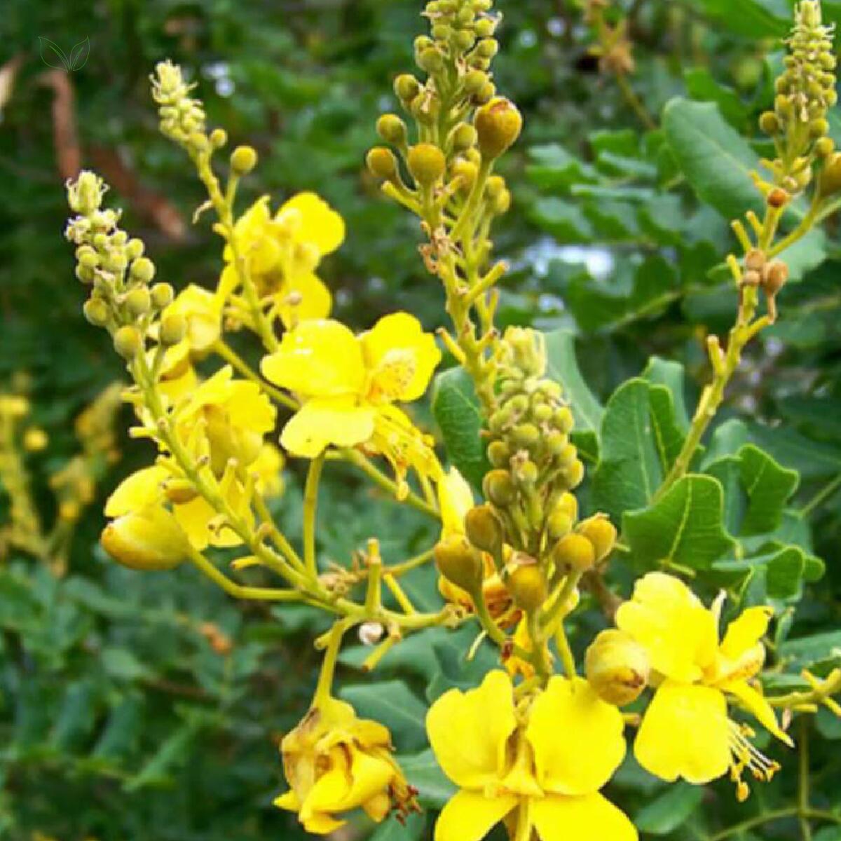 Chá de Catingueira - Grupo Rocha Saúde - de R$21,94 a R$80,46