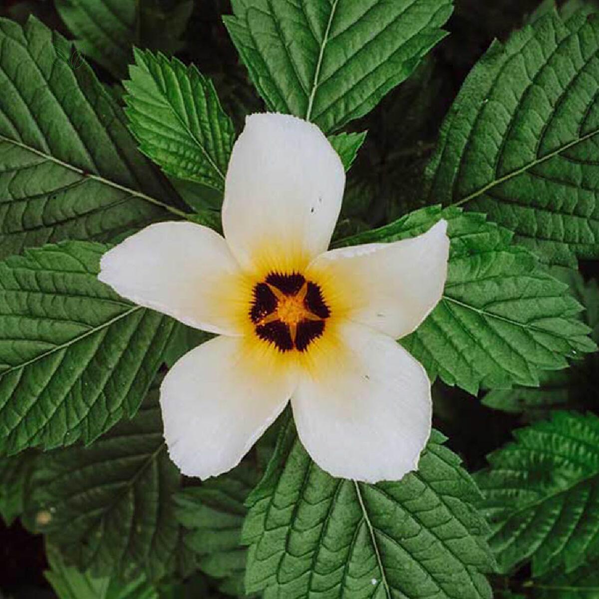 Chá de Chanana - Grupo Rocha Saúde