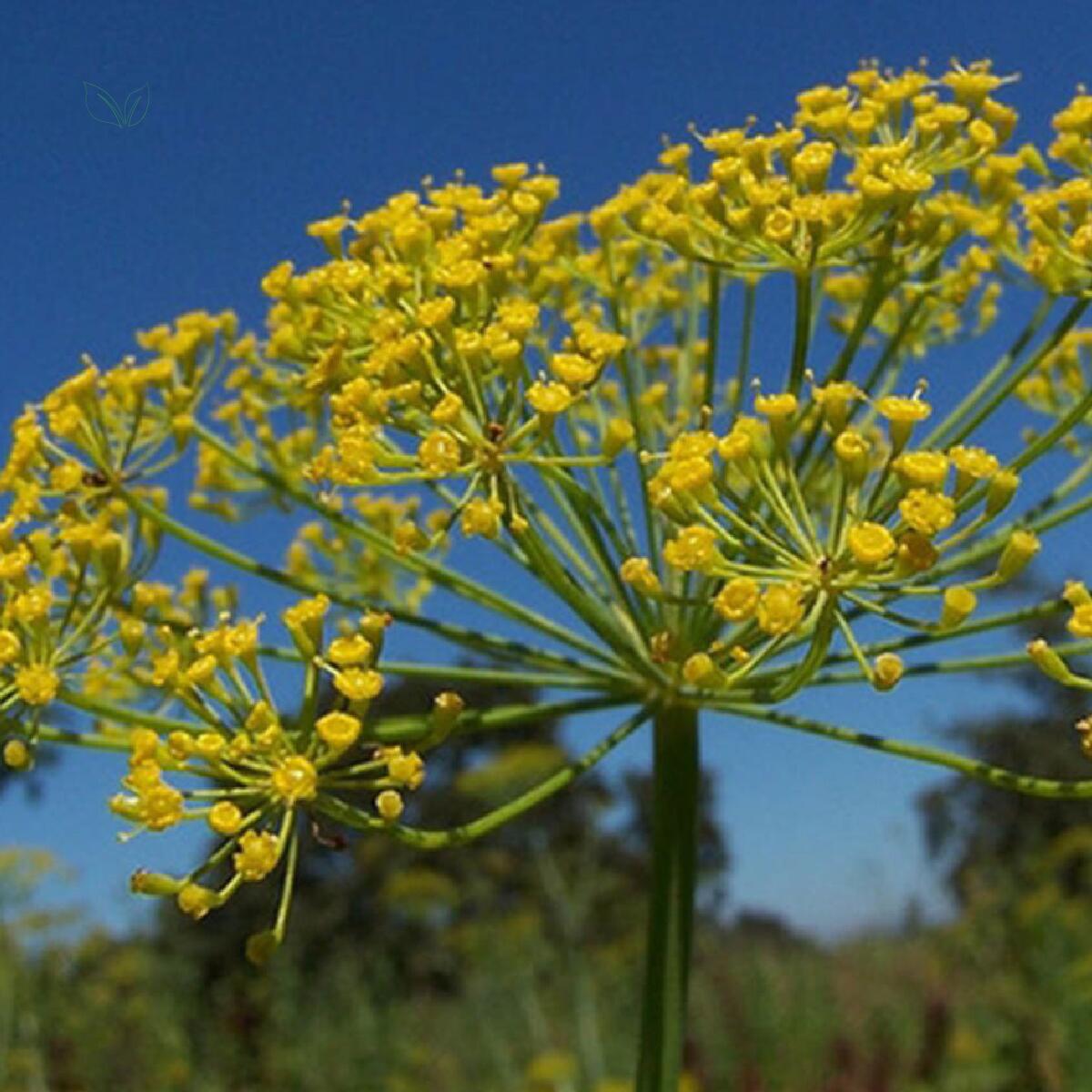 Chá de Endro - Grupo Rocha Saúde - de R$22,03 a R$79,03