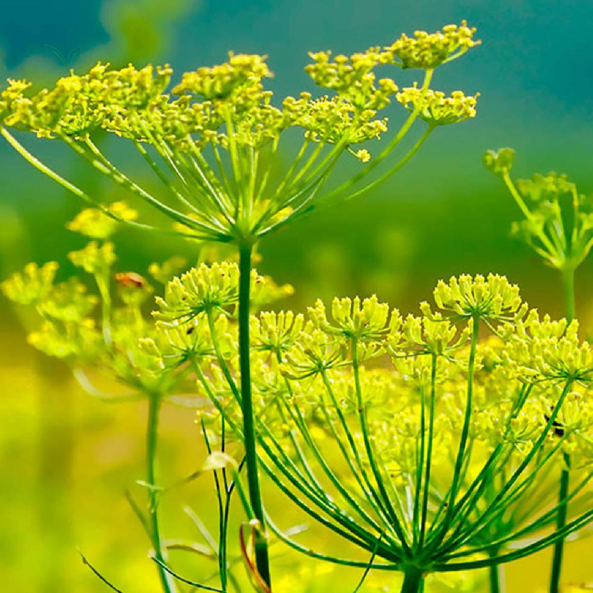 Chá de Erva Doce - Grupo Rocha Saúde - de R$21,94 a R$80,46