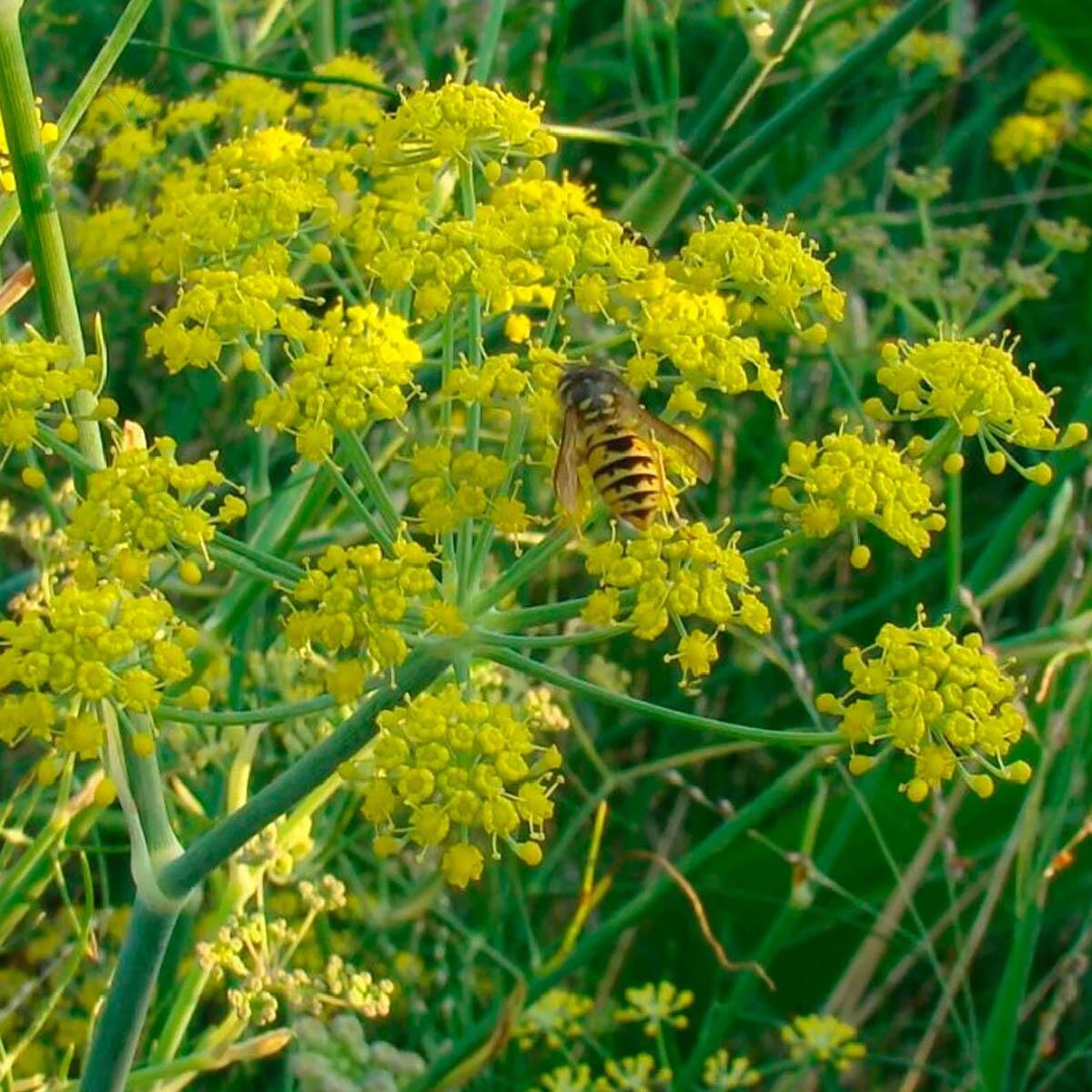 Chá de Funcho - Sabores Naturais - Grupo Rocha Saúde - de R$20,87 a R$74,87