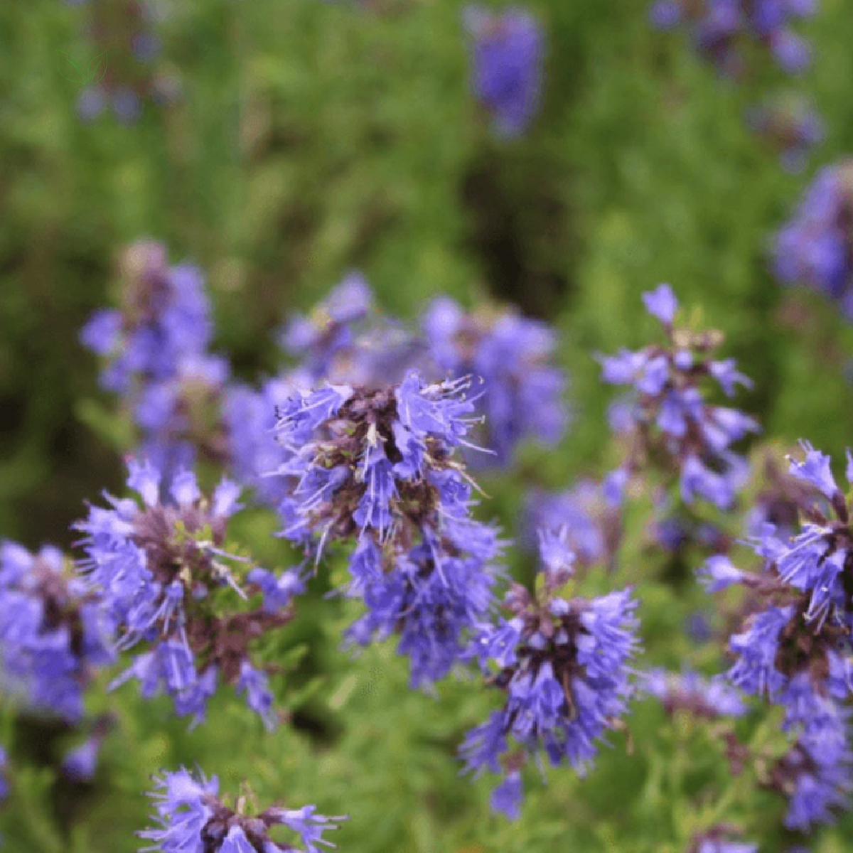Chá de Hissopo - Energia Vital - Grupo Rocha Saúde