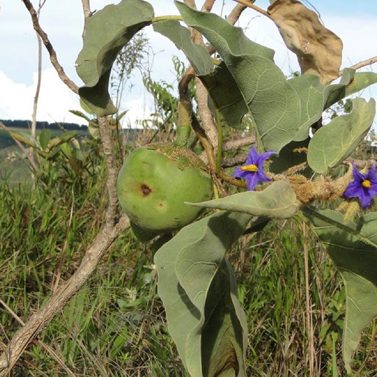 Chá de Lobeira - Saúde Renovada - Grupo Rocha Saúde