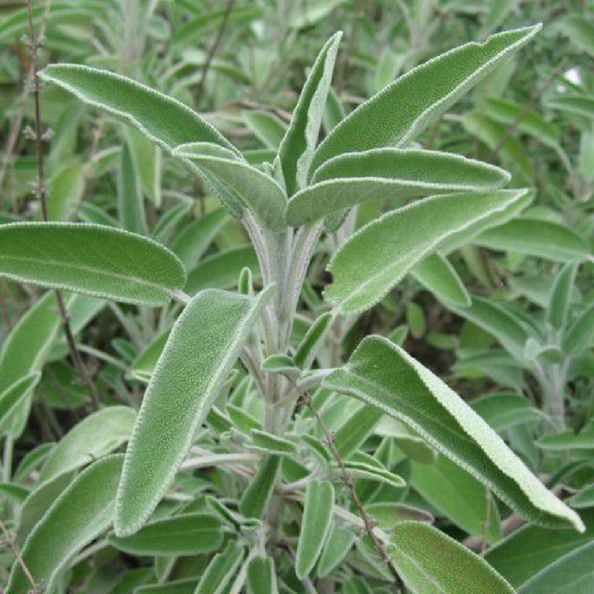 Chá de Sálvia - Salvia officinalis - L. - Grupo Rocha Saúde - de R$17 ...