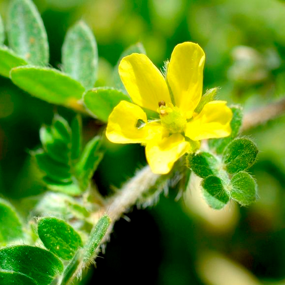 Comprar Tribulus em Pó Tribulus Terrestris L. 50g - Grupo Rocha Saúde ...