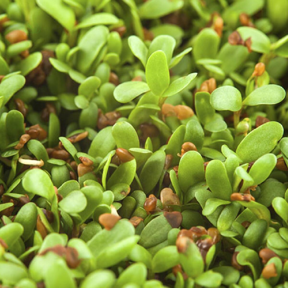 Chá de Alfafa Em Pó Medicago Sativa L 100g