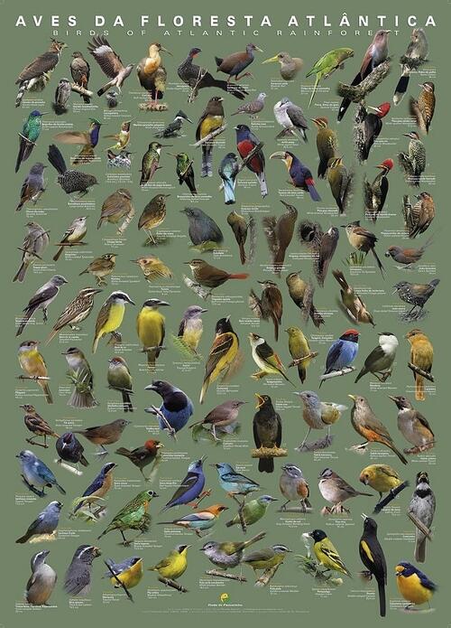 Comprar Poster Aves da Floresta Atlântica Volume I - Nova Edição! - R$55,00