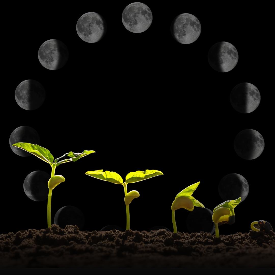 Hoje tem Eclipse! Como a Lua Interfere no Crescimento das Plantas?