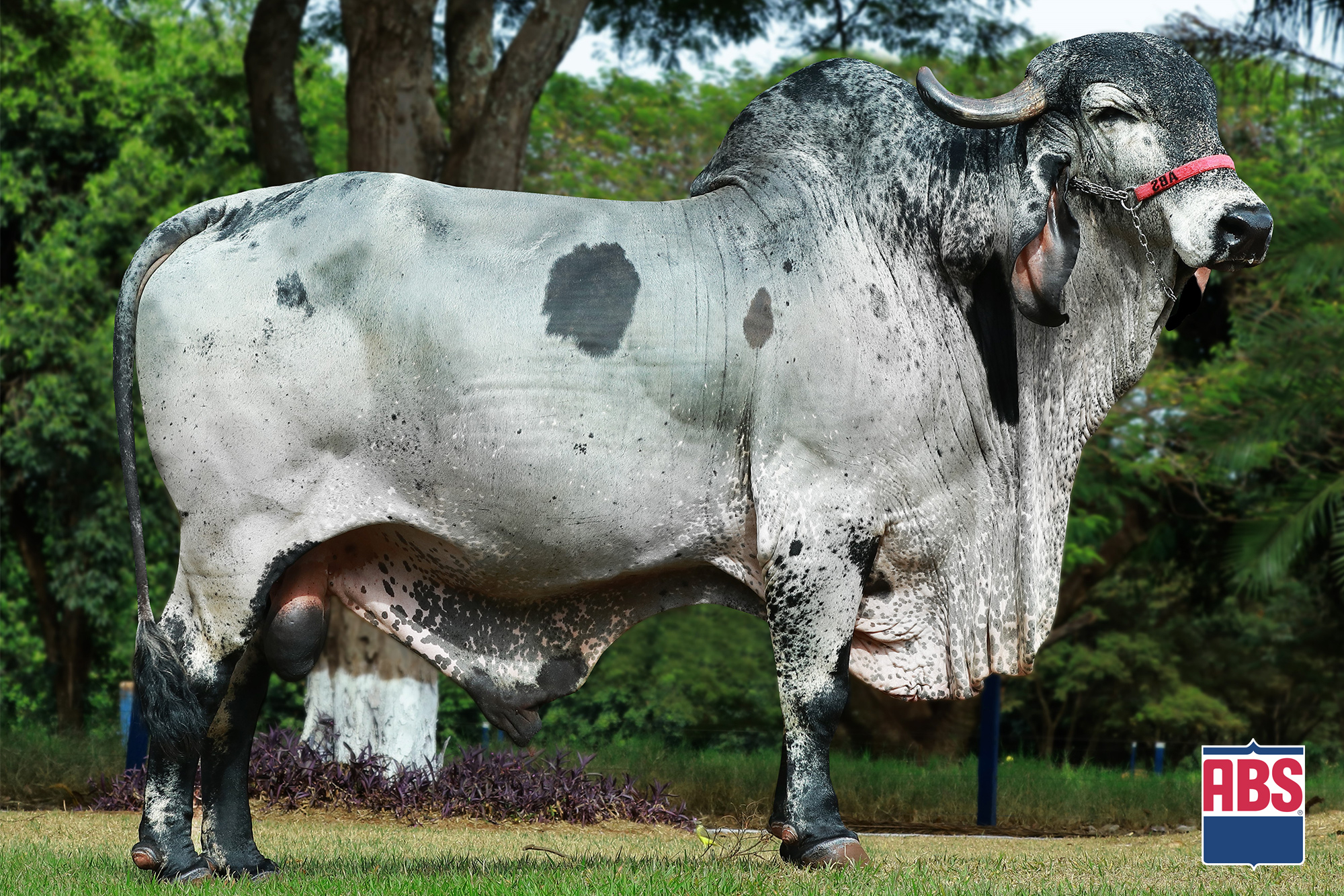 Comprar Fabuloso do Basa - a partir de R$176,40 - X Genética