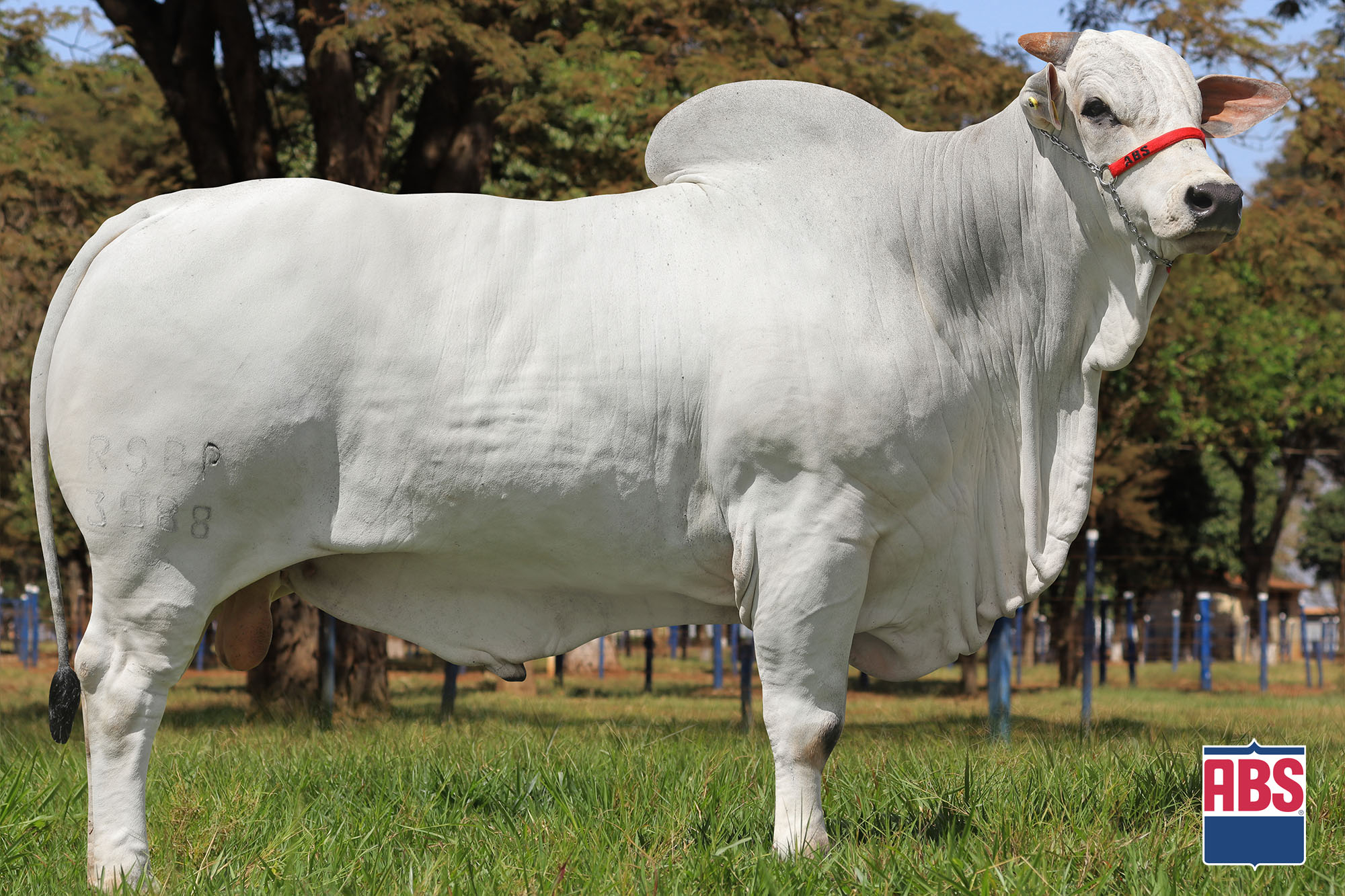 Comprar DODGE RAM DA RS - X Genética