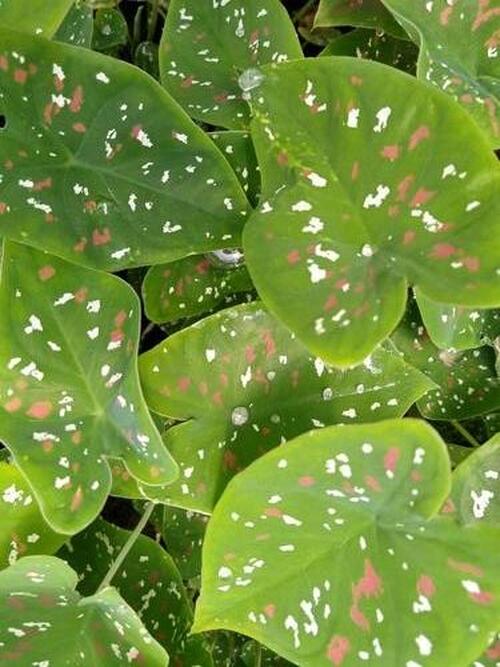 Comprar Bulbo Caladium Tabby (T2/T3) - a partir de R$18,90 - Nativa Flores & Plantas