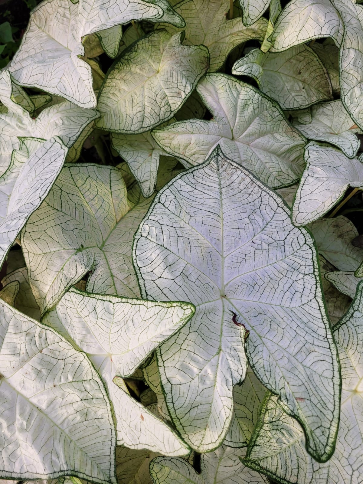 Comprar Bulbo Caladium Moonlight (T2) - a partir de R$37,90 - Nativa ...