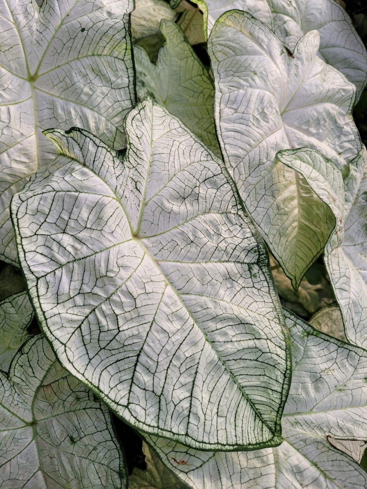 Comprar Bulbo Caladium Moonlight (T2) - a partir de R$37,90 - Nativa ...
