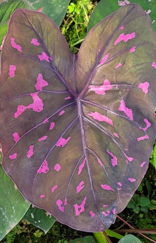 Comprar Bulbo Caladium Clavatum /Rubicundum (T2) - a partir de R$56,90