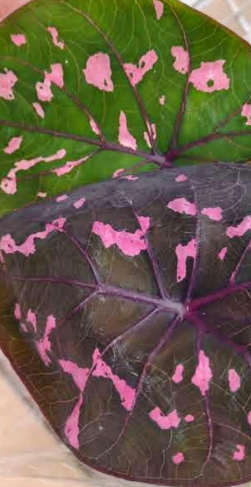 Comprar Bulbo Caladium Clavatum /Rubicundum (T2) - a partir de R$56,90 ...