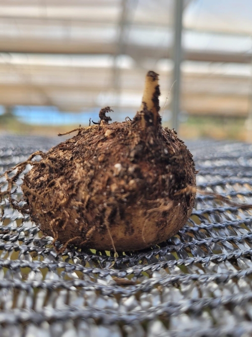 Comprar Bulbo Caladium Clavatum /Rubicundum (T2) - a partir de R$56,90 ...