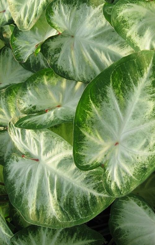 Comprar Bulbo Caladium Aaron (T2) - a partir de R$47,40 - Nativa Flores ...