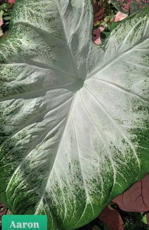 Comprar Bulbo Caladium Aaron (T2) - a partir de R$47,40 - Nativa Flores ...