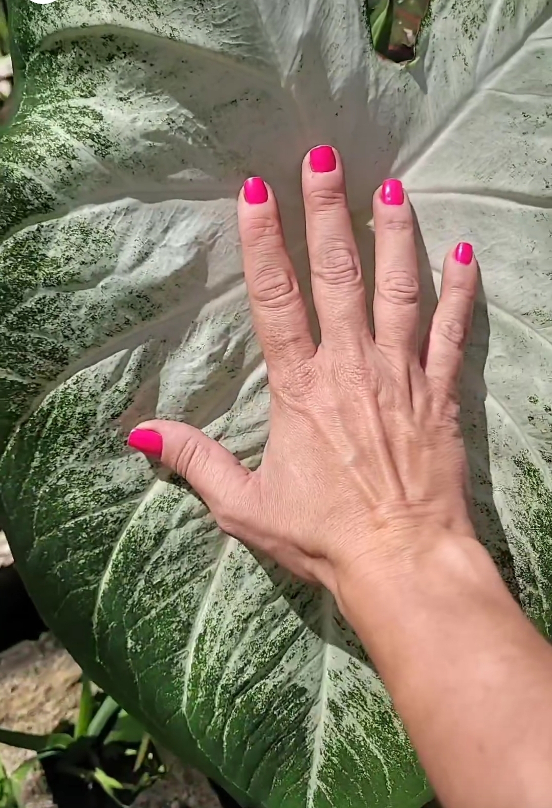 Comprar Bulbo Caladium Aaron (T2) - a partir de R$47,40 - Nativa Flores ...