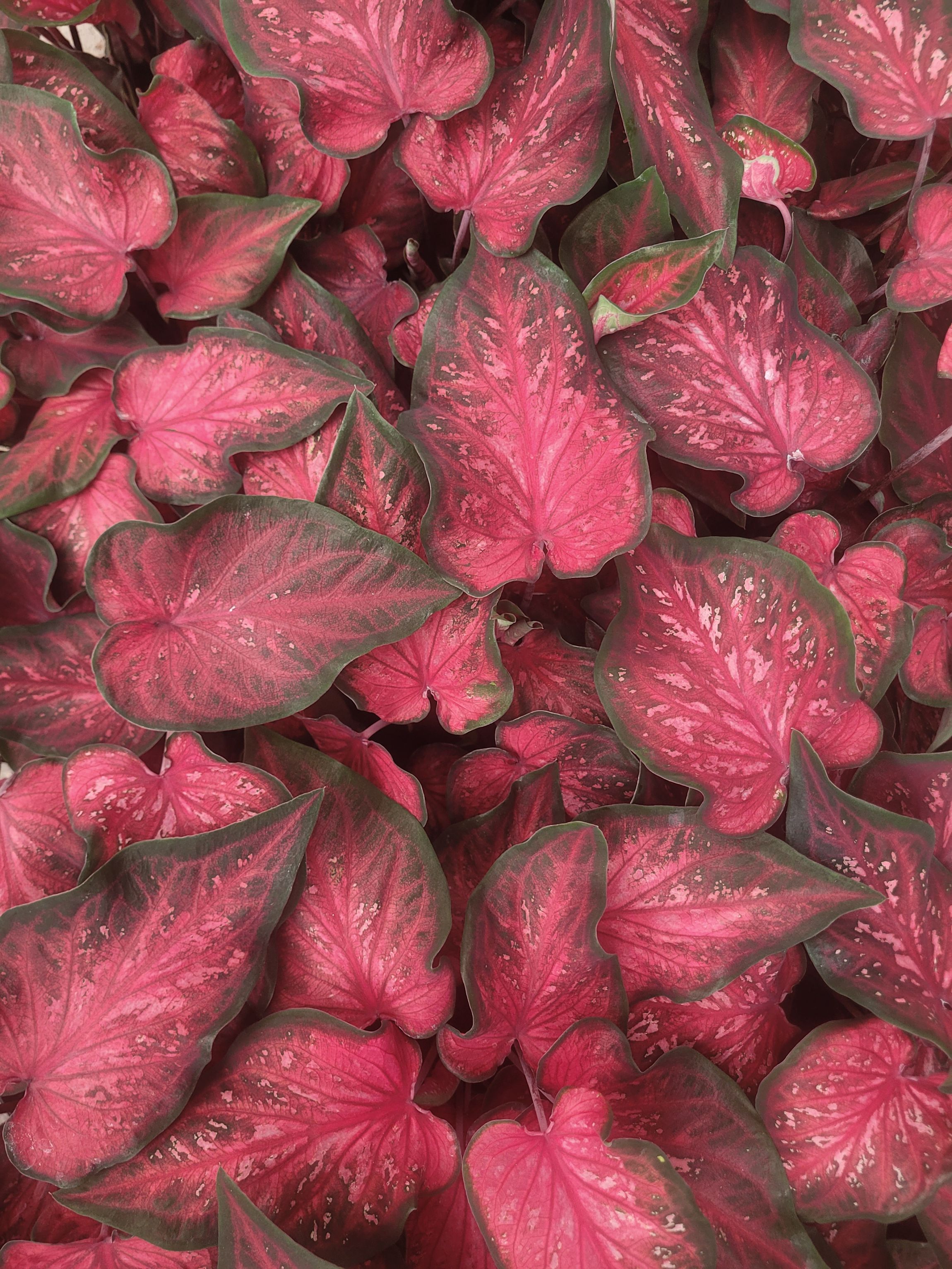 Comprar Bulbo Caladium Scarlet Flame (T1/T2) - a partir de R$66,40 ...