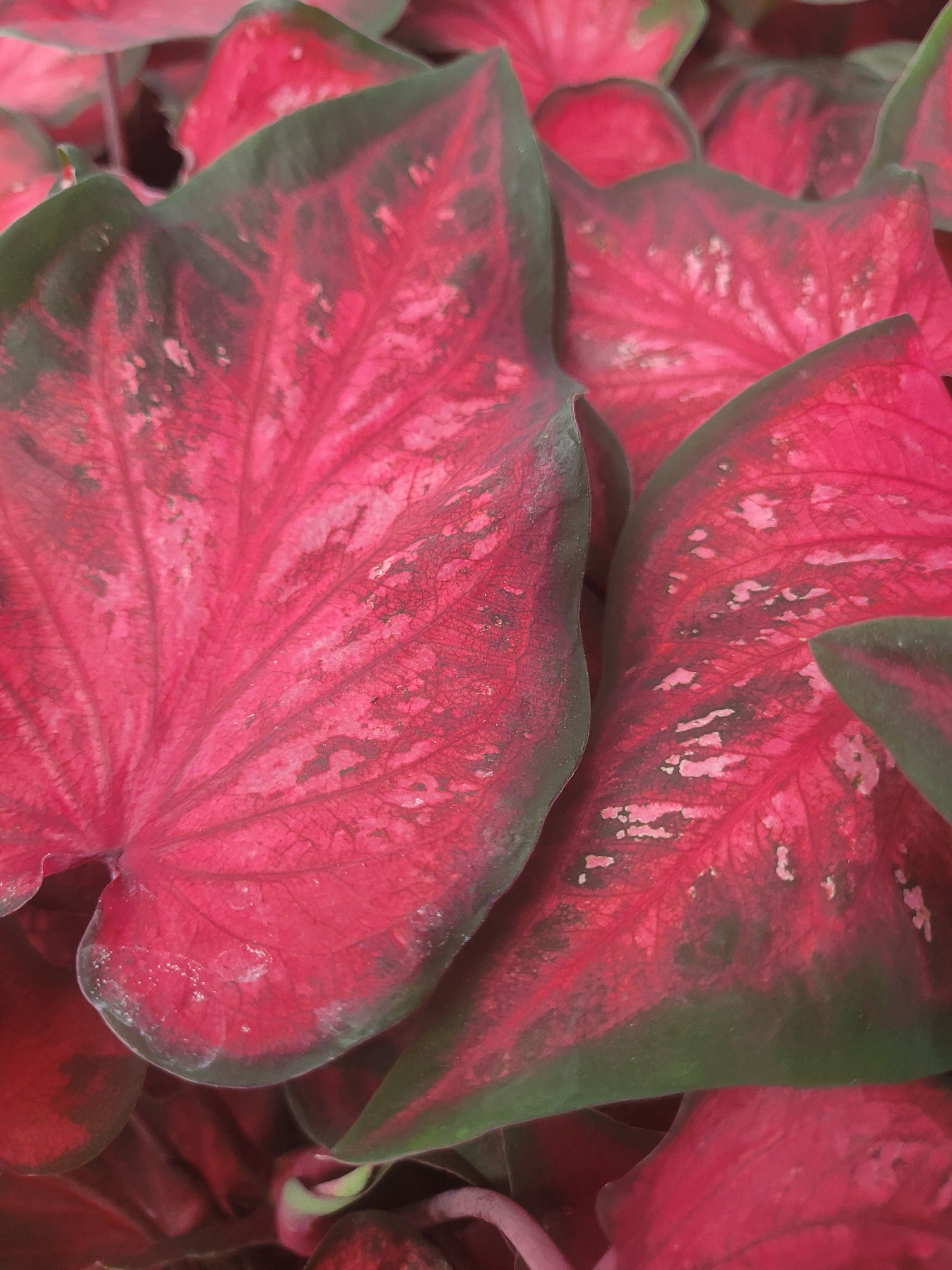 Comprar Bulbo Caladium Scarlet Flame (T1/T2) - a partir de R$66,40 ...