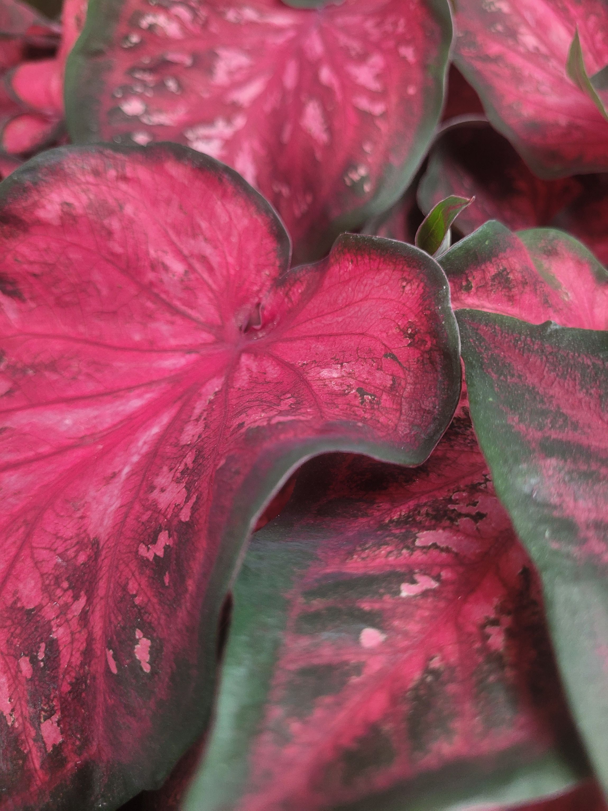 Comprar Bulbo Caladium Scarlet Flame (T1/T2) - a partir de R$66,40 ...
