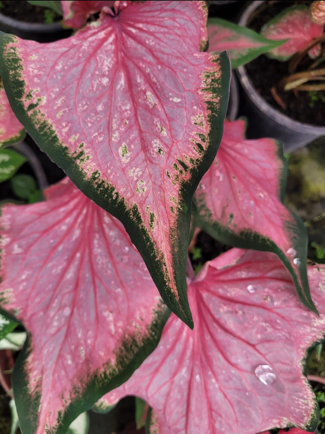 Comprar Bulbo Caladium F. Sweetheart (T2) - a partir de R$28,40 ...