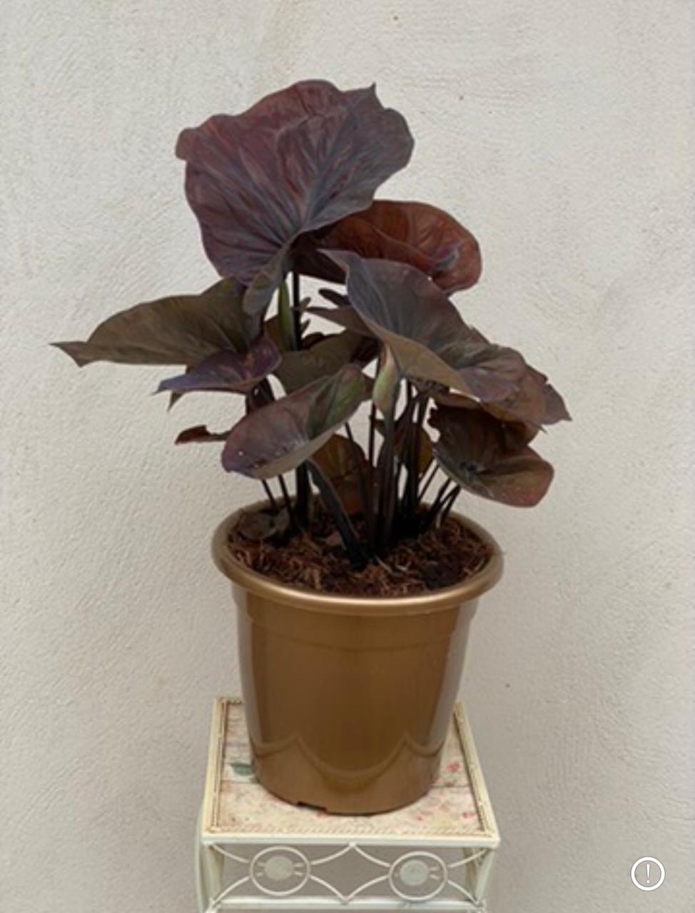 Comprar Bulbo Caladium Black Mamba (Tailandês/Asiático) (T2/T3) - a ...
