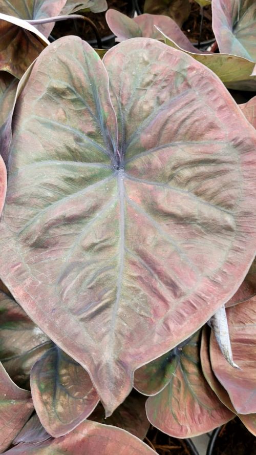 Comprar Bulbo Caladium Black Mamba (Tailandês/Asiático) (T2/T3) - a ...