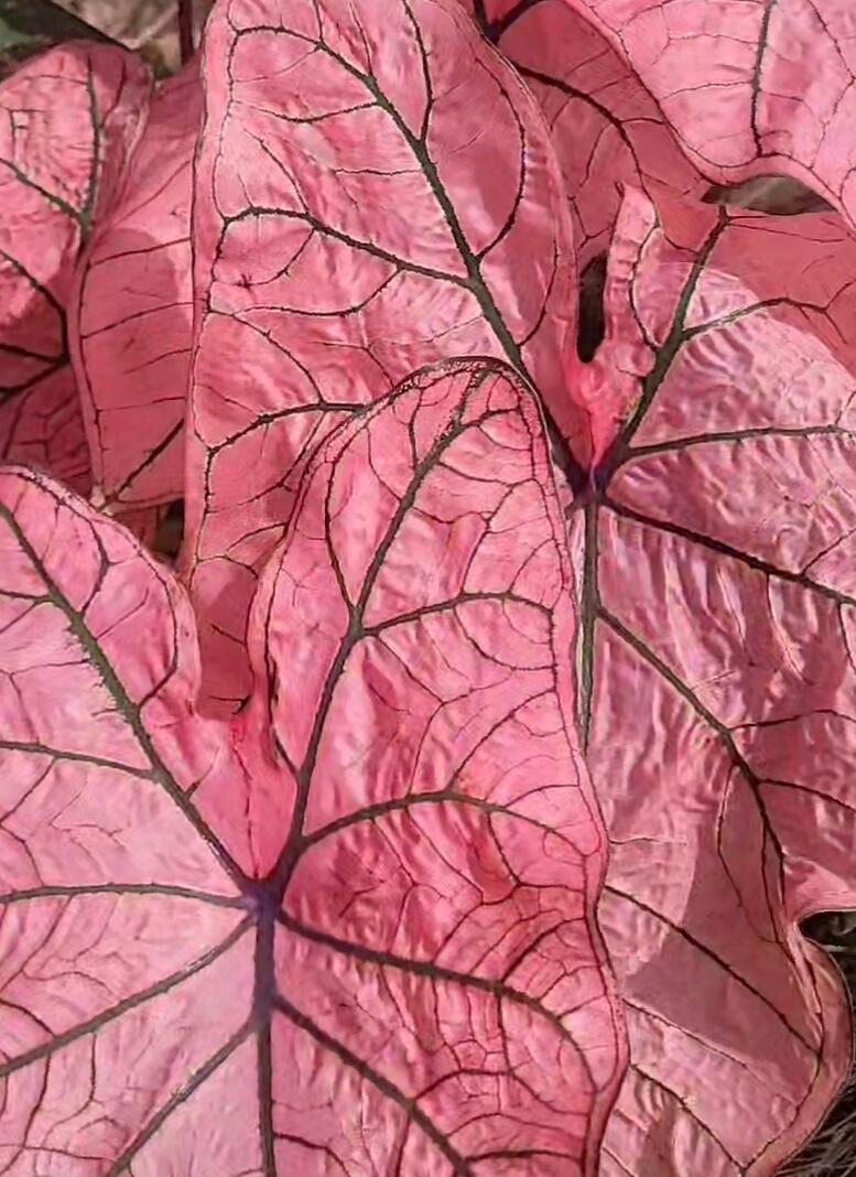 Comprar Bulbo Caladium Spring Fling (T2) - a partir de R$37,90 - Nativa ...