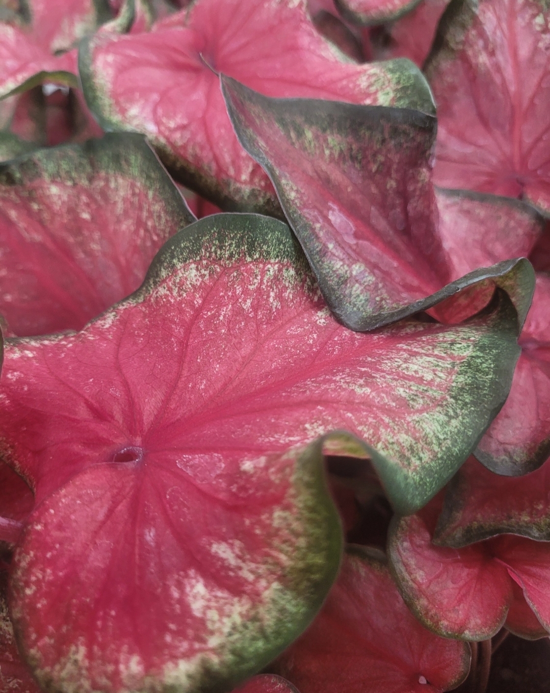 Comprar Bulbo Caladium Flare (T2) - Nativa Flores & Plantas