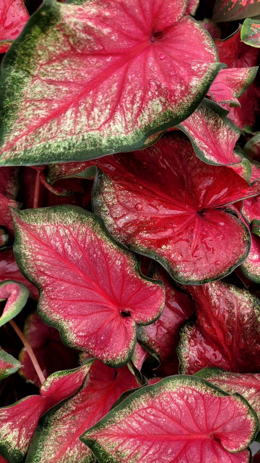 Comprar Bulbo Caladium Flare (T2) - Nativa Flores & Plantas
