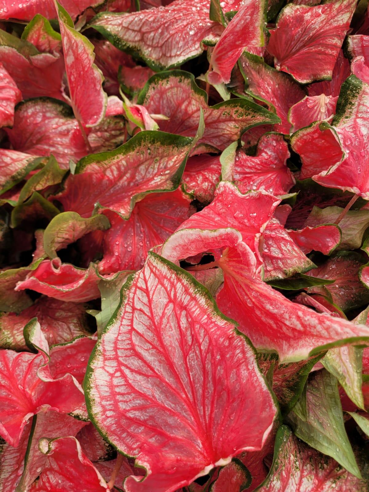 Comprar Bulbo Caladium Pink Panther (T1/T2) - a partir de R$56,90