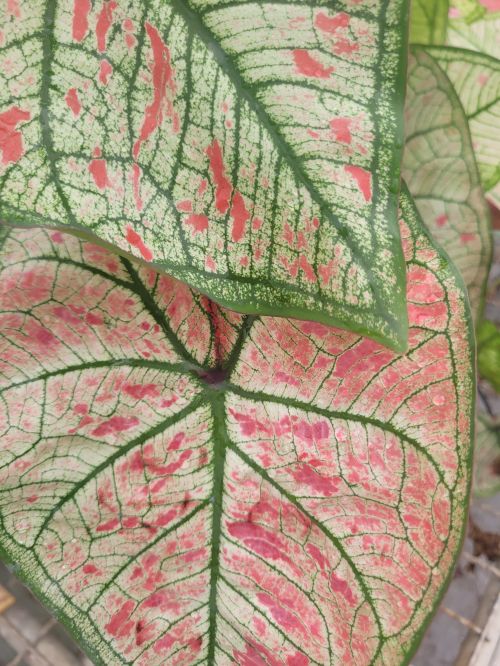 Comprar Caladium - Nativa Flores & Plantas