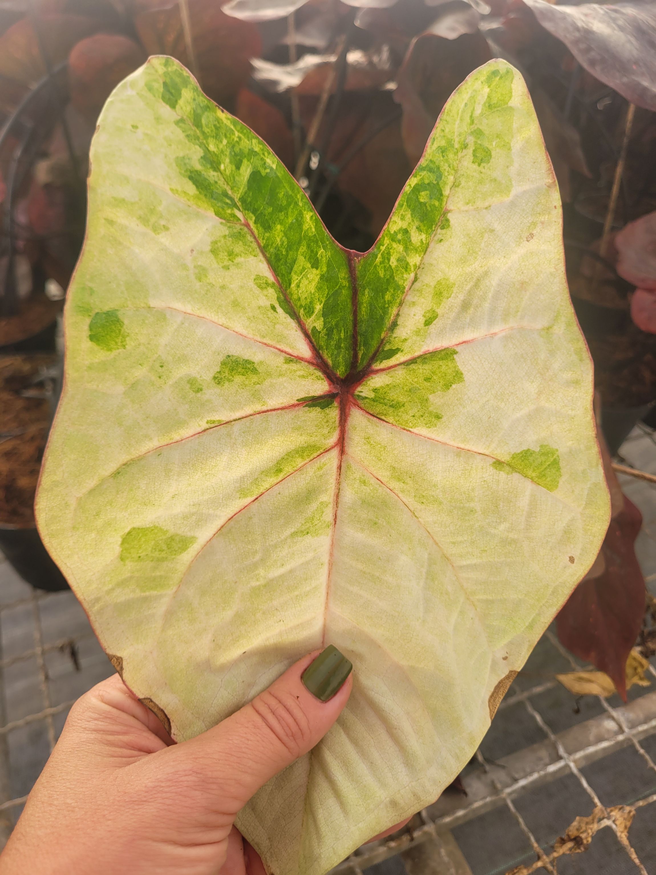 Comprar Unique 7 - Nativa Flores & Plantas