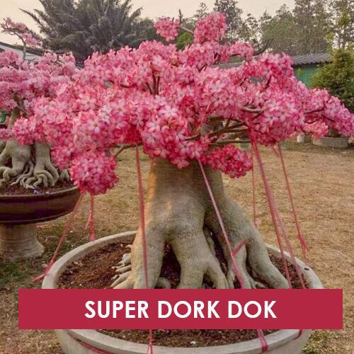 Comprar SUPER DORK DOK - R$18,00 - Salvador Rosas do Deserto