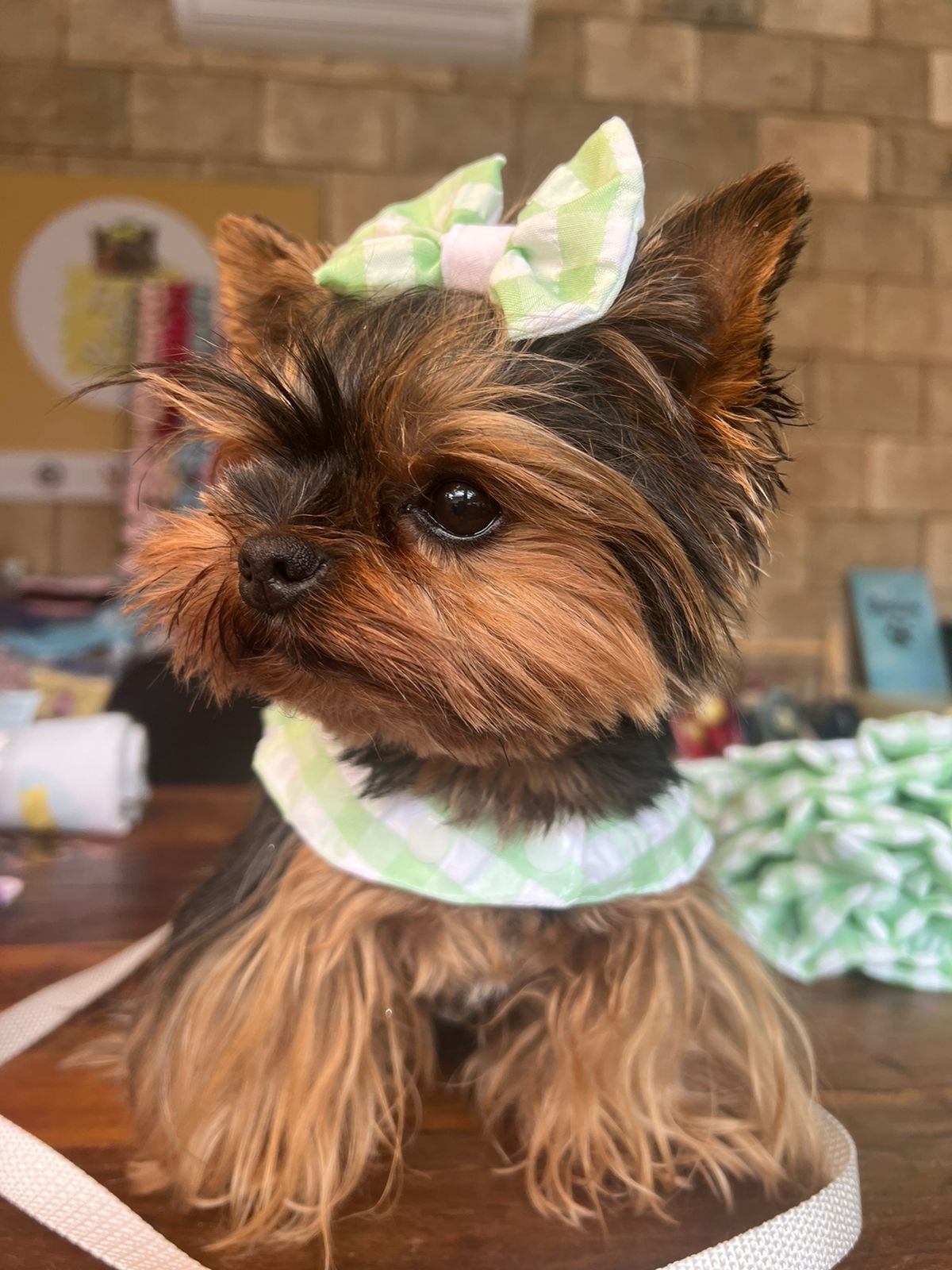 Comprar Peitoral Candy - Loja da Stella