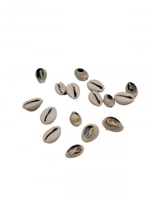 Comprar BÚZIO TERRA ABERTO UNIDADE