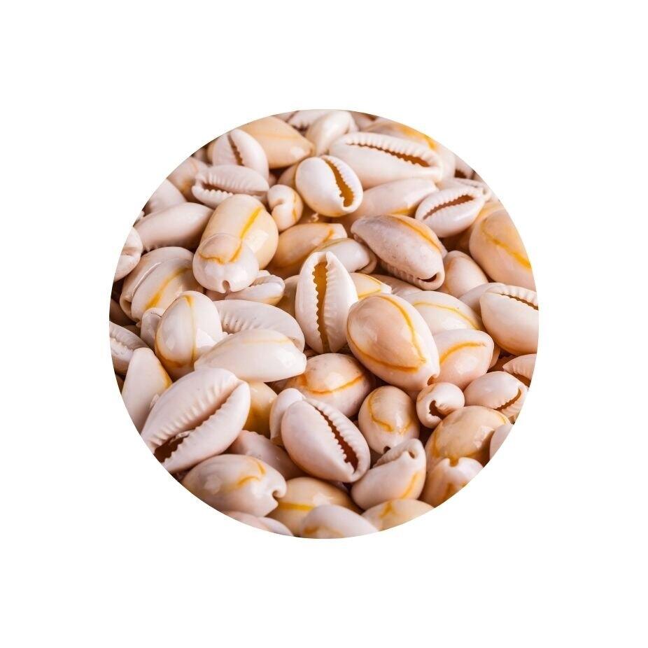 Comprar BÚZIO NATURAL 19X13MM PACOTE COM 50 UNIDADES - R$49,90